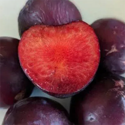 Prunus X Sprite – Pépinière du bois gourmand