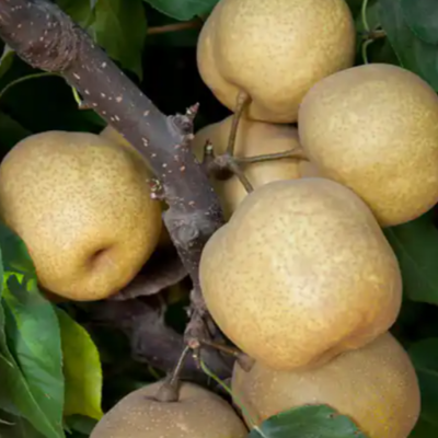 Nashi 'Zao Su Li' – Pépinière du bois gourmand